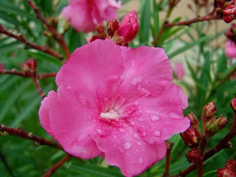 Leander gondozása, átültetése, teleltetése, szaporítása - Agrárkapu