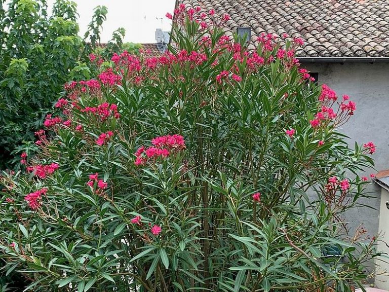 Leander gondozása, átültetése, teleltetése, szaporítása - Agrárkapu