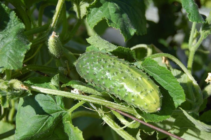 Uborka termesztése - Agrárkapu