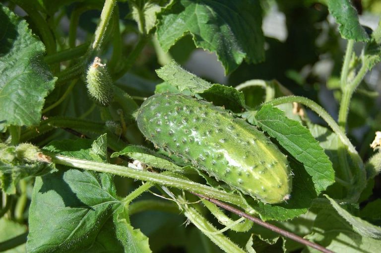Uborka termesztése - Agrárkapu