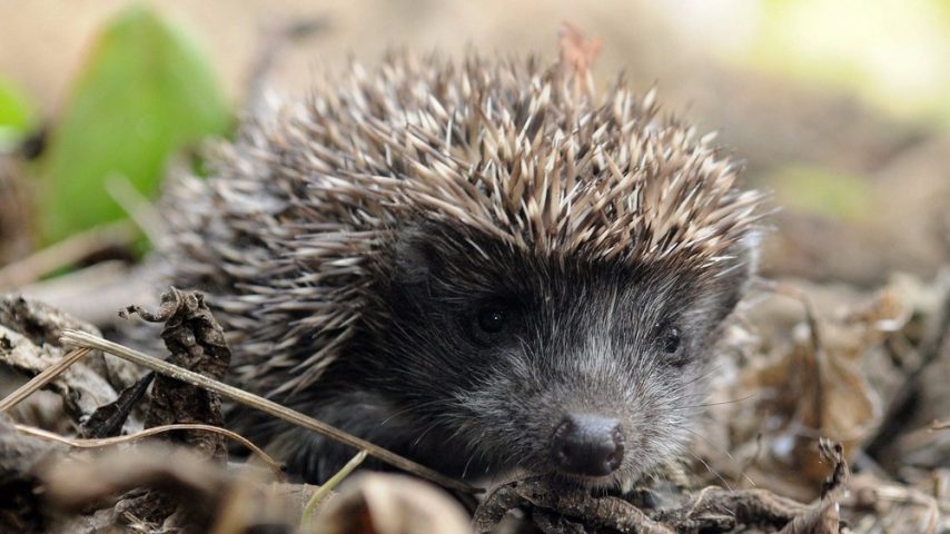 Fontos a sünök védelme az őszi kerti munkák idején - Agrárkapu