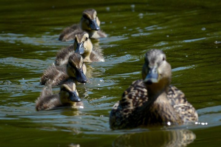 A vízimadarak jelzik a vizes területek jellemzőit - Agrárkapu