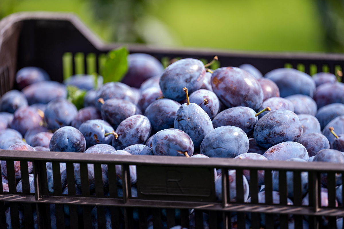 Ezek a szilvafajták a legkedveltebbek - Agrárkapu