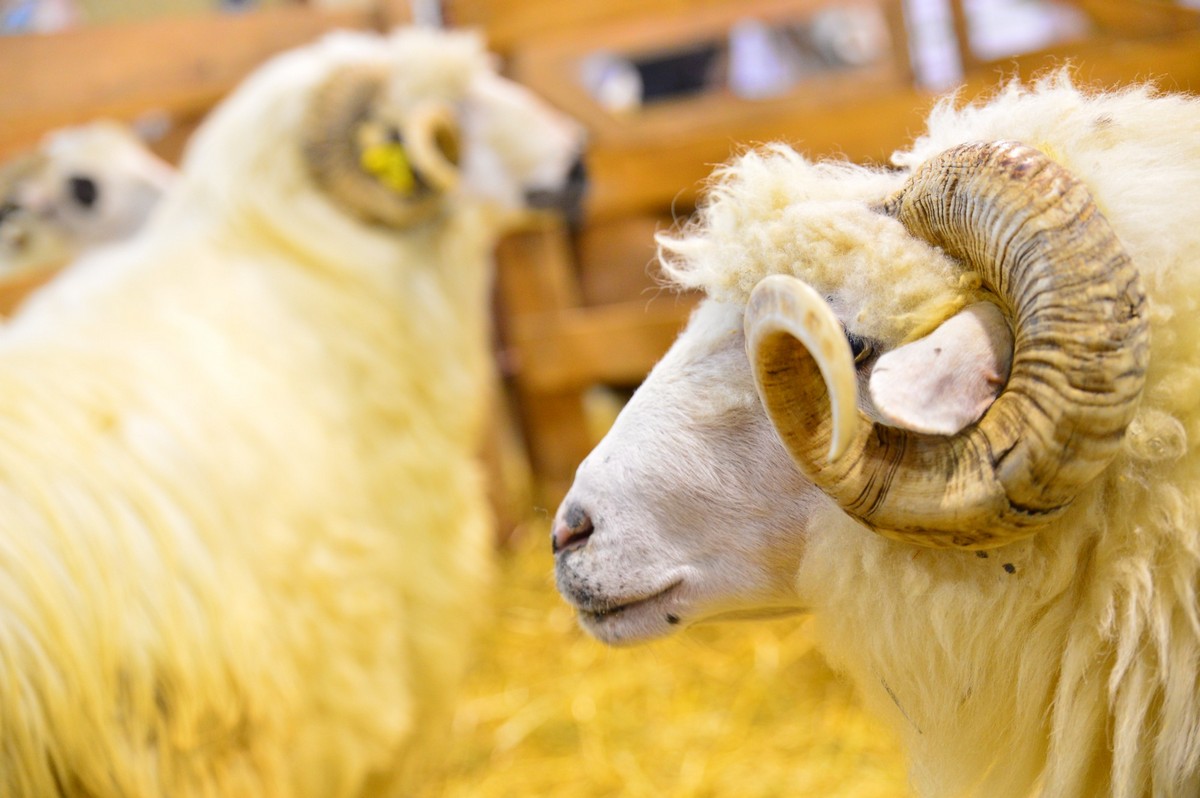 Felgyorsult a kéknyelv-betegség terjedése Hollandiában - Agrárkapu