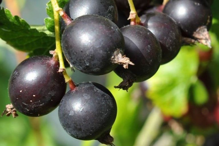 A josta betegségei és kártevői - Agrárkapu