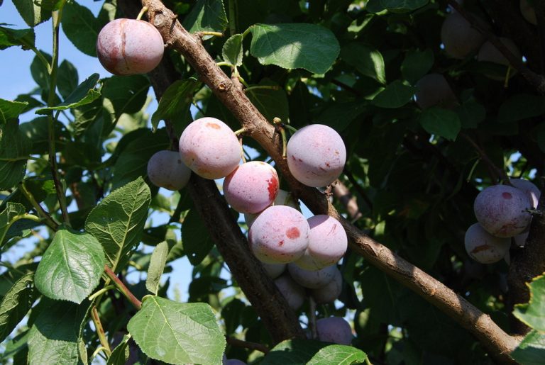 Ringló szilva fajták - Agrárkapu