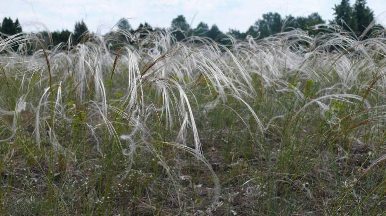 A homoki árvalányhaj lett az év vadvirága - Agrárkapu
